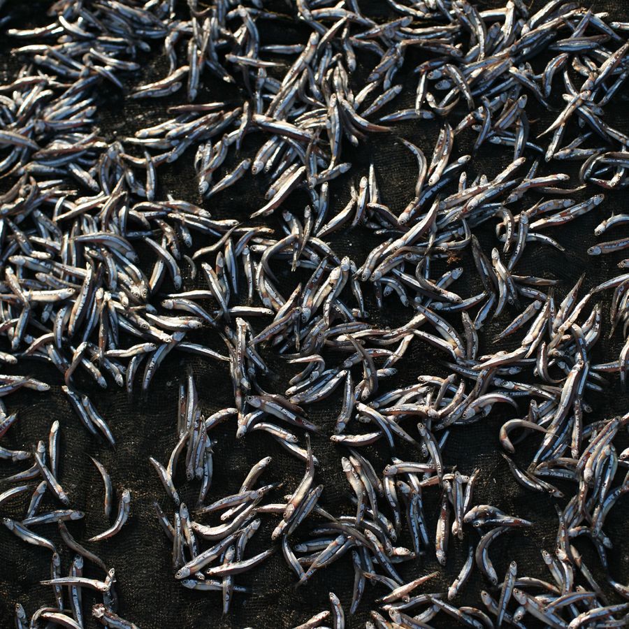 Fishing, Java - Will Elsom